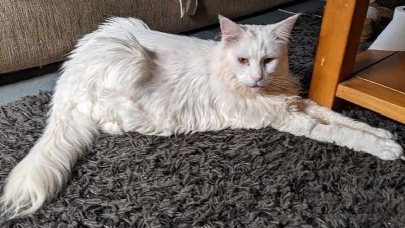 Missing London cat found five years later in Stevenage - BBC News