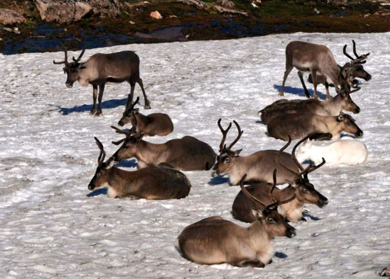 Cool and the gang: Reindeer gather on snow patch on hot day - BBC News