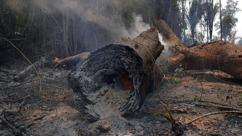 McDonald's among food firms urging tougher deforestation rules - BBC News