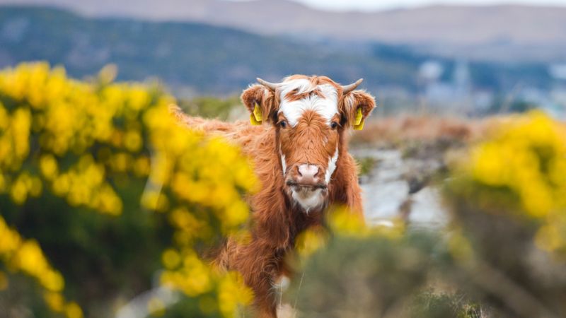 Climate change: Ireland on the verge of its 'greenest government ever ...