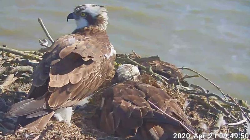 Ospreys breed at Belvoir Castle for first time in more than 200 years ...