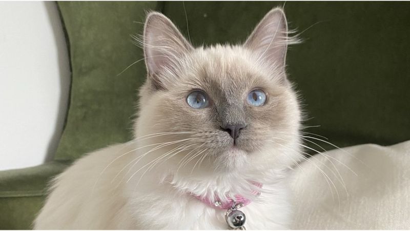 Owner fears kitten death linked to food - BBC News