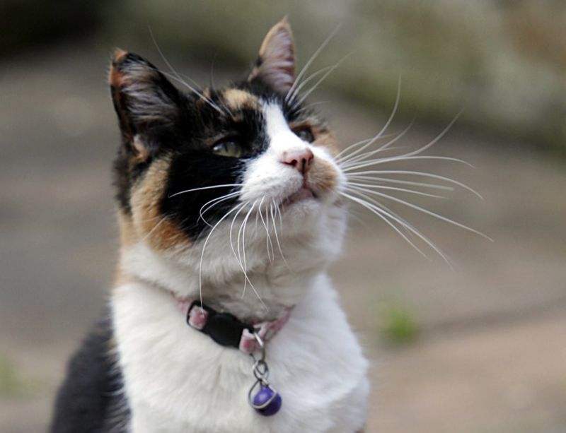 Cats to the rescue: When felines turn hero - BBC News