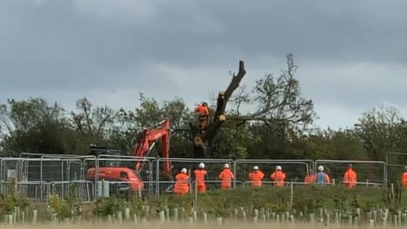 Cubbington pear tree sprouts into life after replanting - BBC News