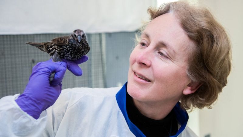 RSPB's Emily Williamson: The woman who saved a million birds - BBC News
