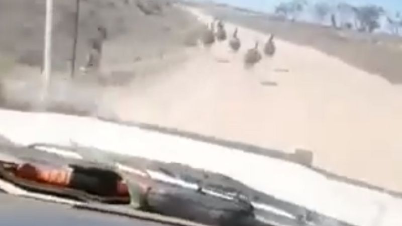 Australia emu video: Man arrested over 'horrific cruelty' - BBC News