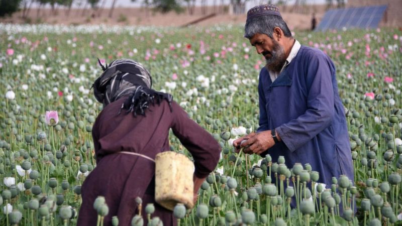 Afghanistan: How much opium is produced and what's the Taliban's record ...