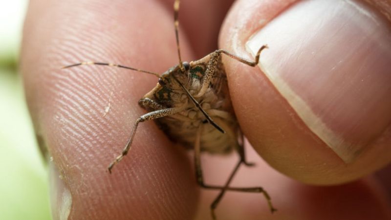 Crop-eating stink bugs could become widespread in US, study warns - BBC ...