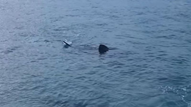 'Exciting' harbour sighting of basking shark in Cornwall - BBC News