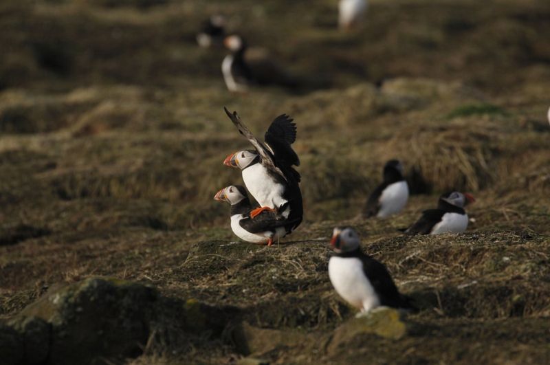 Is this still the best place to be a puffin? - BBC News