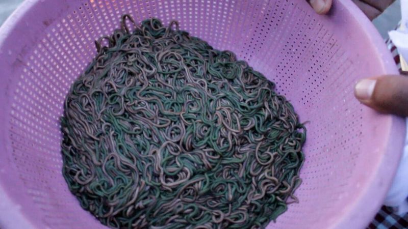 Lombok festival inspired by tale of a 'sea worm' princess - BBC News