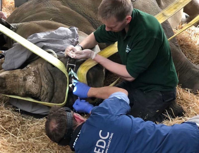 Whipsnade Zoo: Large team unites for rhino's dental check-up - BBC News
