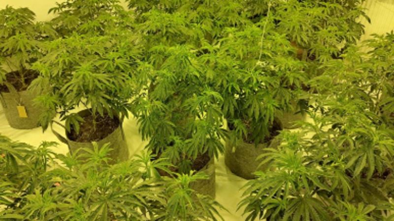 Arrest after cannabis raid at Worcestershire house - BBC News