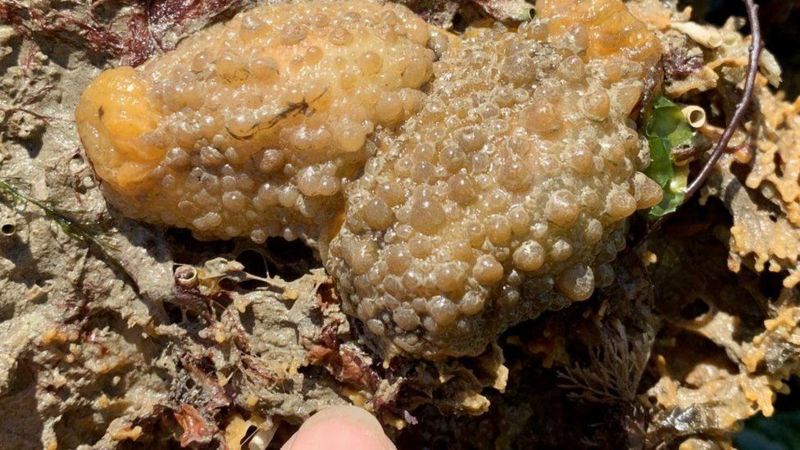 Rare Warty Doris slug spotted near Southampton in UK first - BBC News