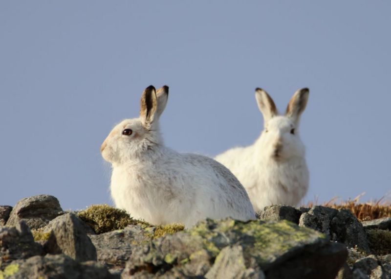 Your pictures of Scotland: Photographs from around the country - BBC News