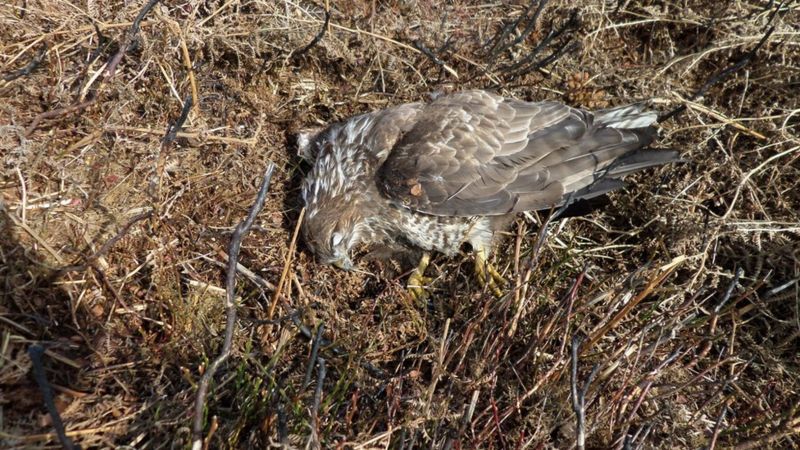 Bird of prey poisonings pose risk to people say Lincolnshire Police ...