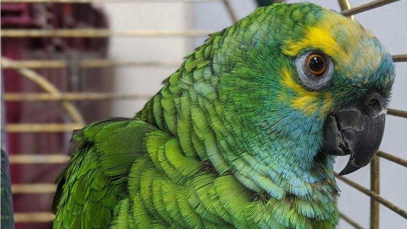 Instagram school-run parrot from Bedfordshire is global hit - BBC News