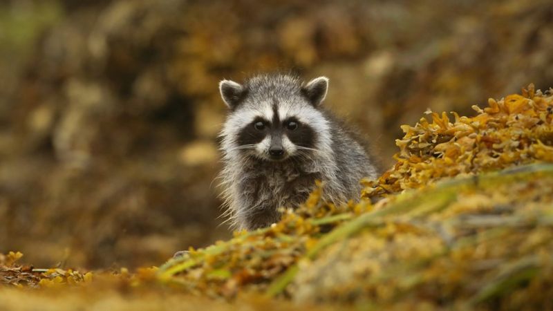 The invasive species causing concern across Ireland - BBC News