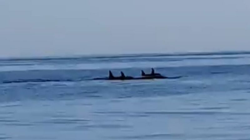 Wild Isles: Orca pod footage in Northumberland solves 'conundrum' - BBC ...