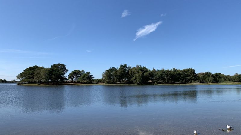 New Forest's Hatchet Pond reopens after restoration work - BBC News
