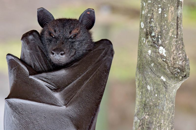 This is what happens when you turn bats upside down - BBC Newsround