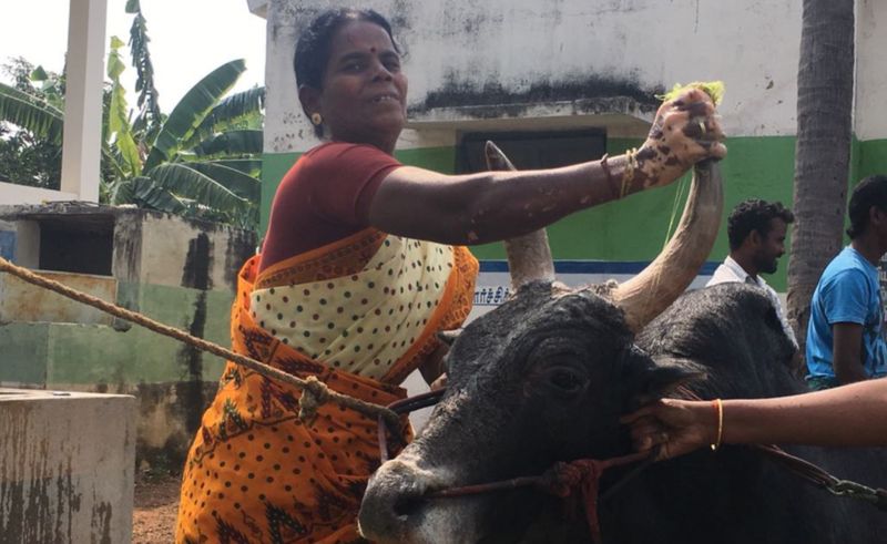 The Indian woman who chose a bull over marriage - BBC News