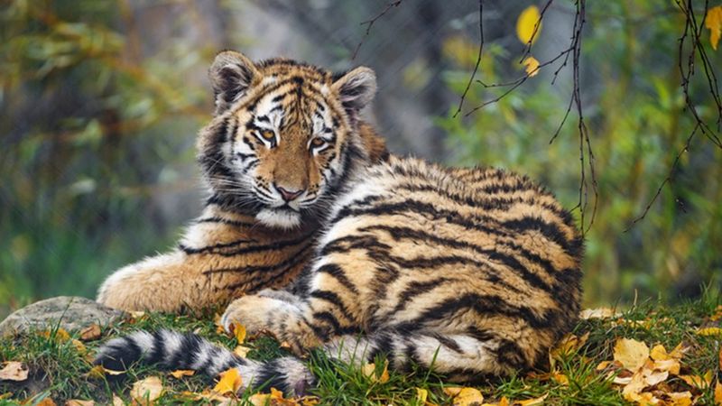 Tigers: New research says the animals fit into two main personality ...