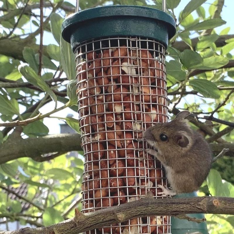 Your pictures of Scotland 3 April - 10 April - BBC News