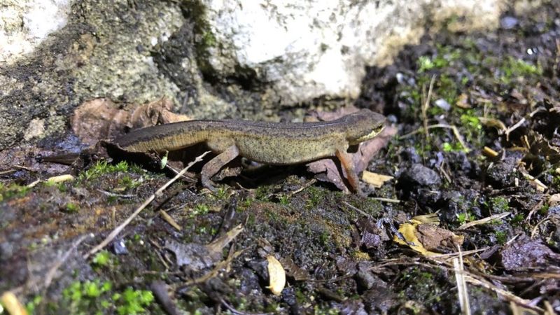 Toad migration: Locals help guide toads across the road - BBC Newsround