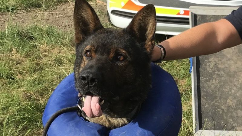 Police dog finds missing mum and baby on first shift - BBC News