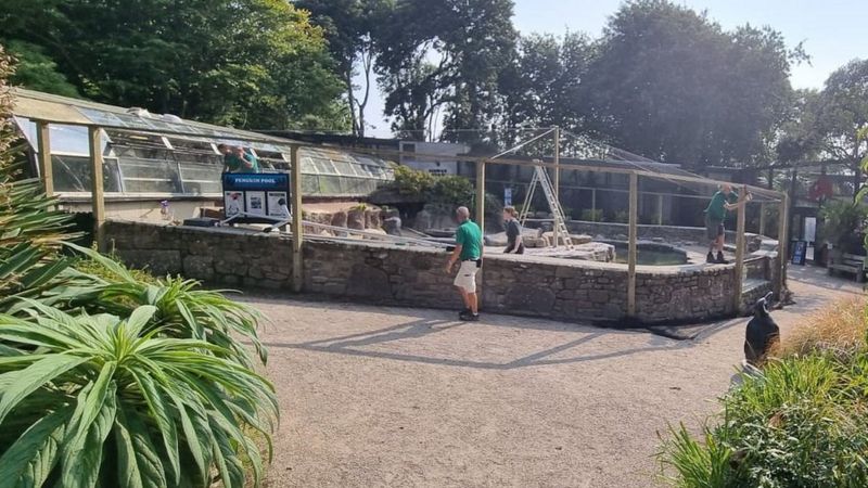 Cornwall attraction uses net to keep bird flu from penguins - BBC News