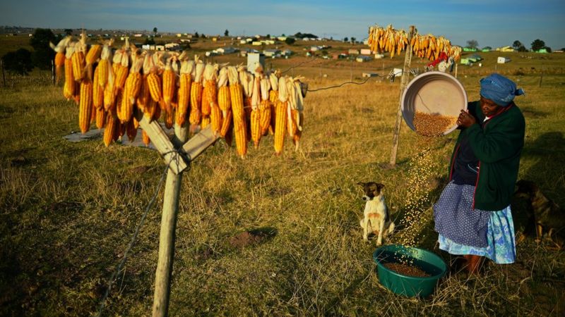 New crop varieties 'can't keep up with global warming' - BBC News