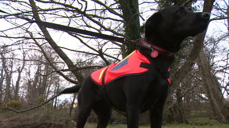Four new south west search and rescue dogs qualify for action - BBC News