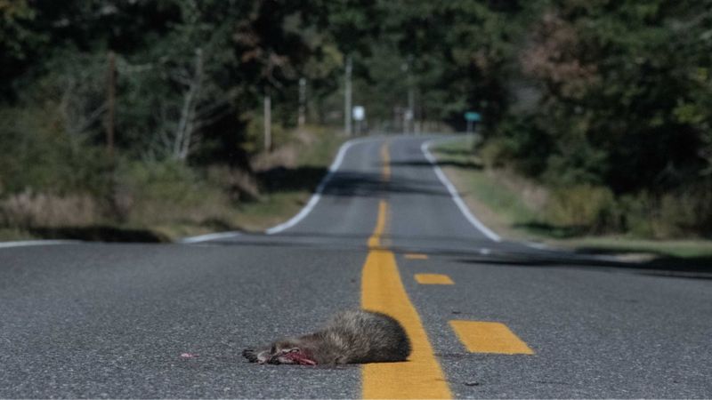 Eating roadkill in West Virginia - BBC News