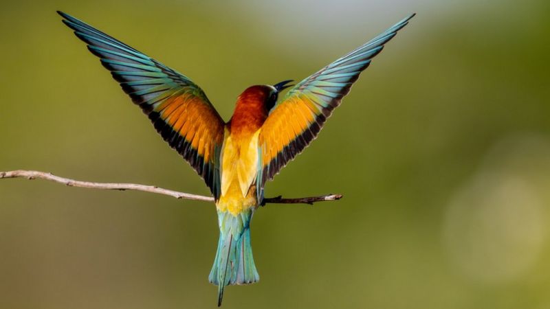 Historic moment as bee-eater birds return to Norfolk for the summer ...