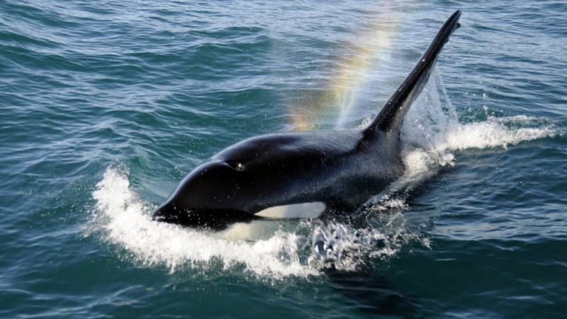 Excitement ahead of Caithness and isles orca watch event - BBC News