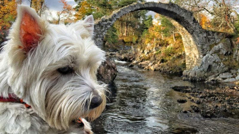 Meet Scotland's 'most well-travelled dog' - BBC News