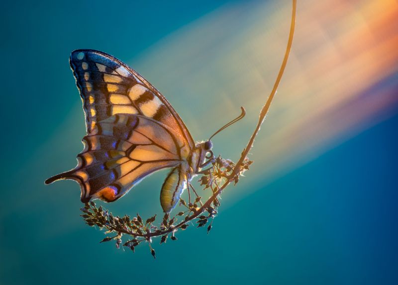 La increíble belleza de los insectos iluminados por los amaneceres y ...