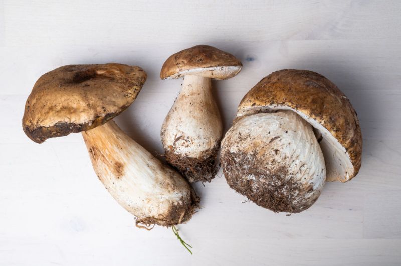 Nutrition : les 5 principaux bienfaits des champignons pour la santé ...