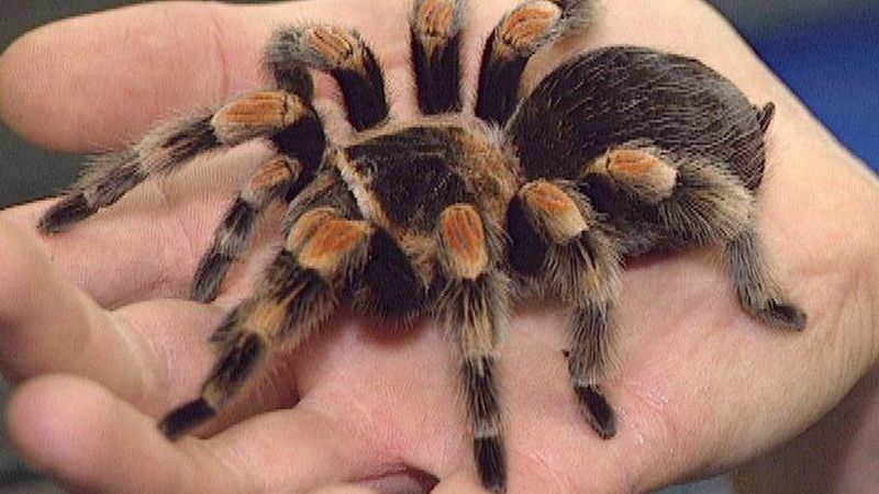 Tarantula found clinging to a Nottinghamshire park bin - BBC News