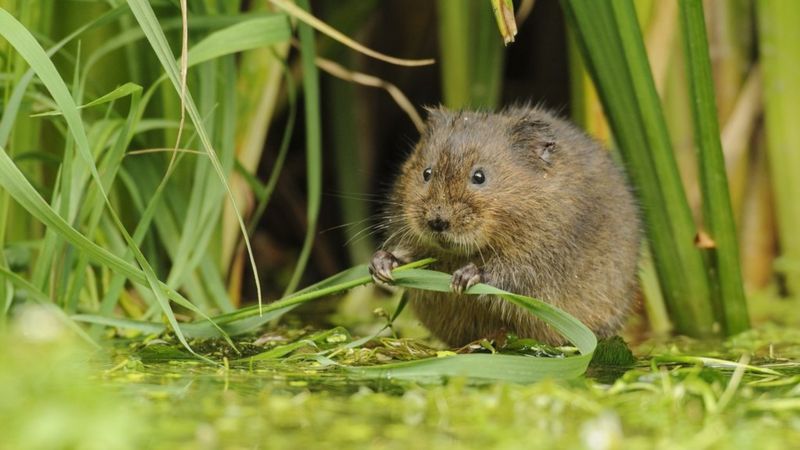 Hertfordshire: Water voles thrive along River Ver after reintroduction ...