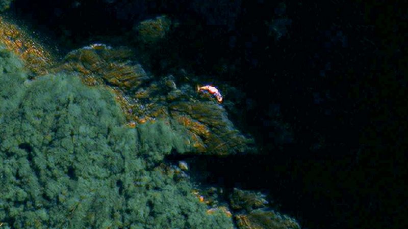 Satellites to monitor whale strandings from space - BBC News