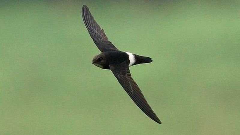 Rare sighting of little swift in Scotland - BBC News