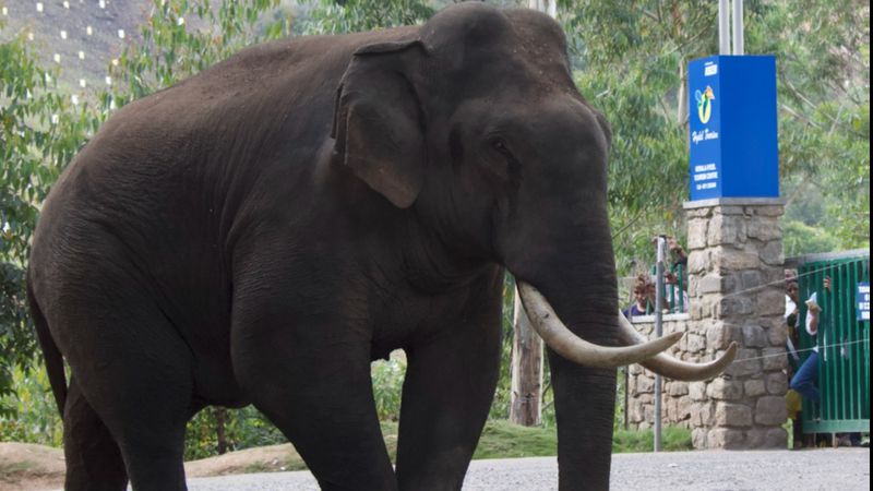 Padayappa: The friendly India elephant whose fame is a curse - BBC News