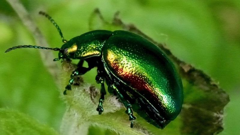 York: Rare tansy beetles get new home to secure future - BBC News