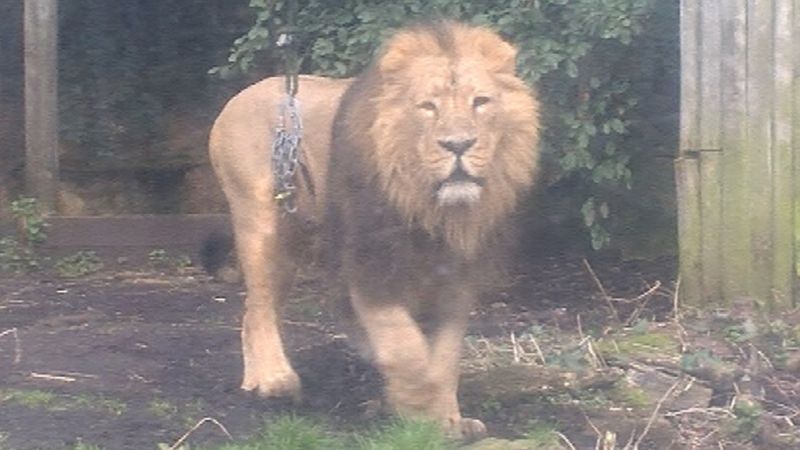Bristol Zoo lions move to Big Cat Sanctuary in Kent - BBC News