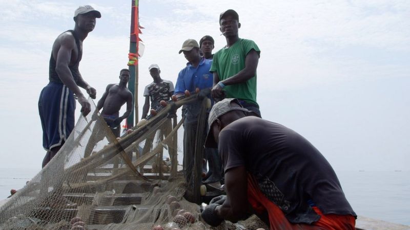 How Congo-Brazzaville's shark population came under threat - BBC News
