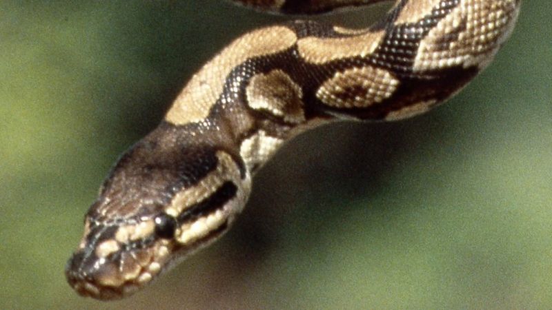 Texas man nearly dies after being bitten by severed snake head - BBC News
