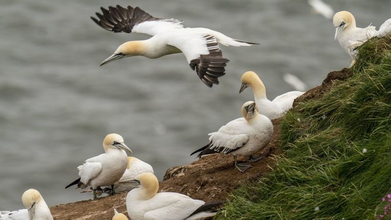 Western Isles guga hunt cancelled due to bird flu outbreak - BBC News