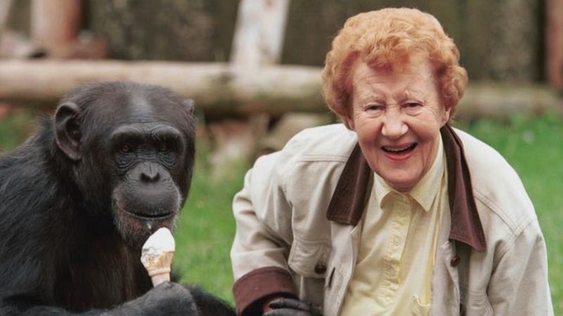 Last original PG Tips chimp Choppers dies at Twycross Zoo - BBC News
